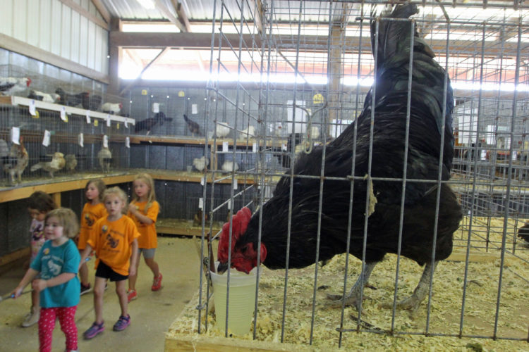 SLIDESHOW: 4-H barns full of animals on show at county fair | News ...